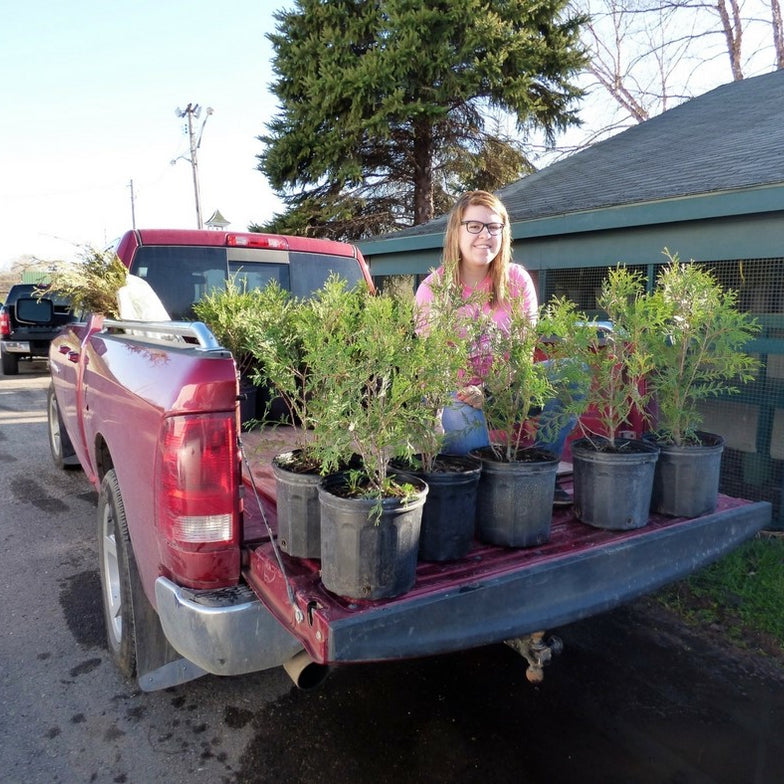 Affordable Trees | Evergreen Shade & Flowering Trees | Indiana