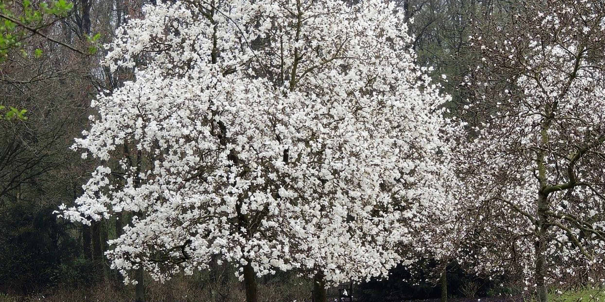 Dr. Merrill Magnolia — Affordable Trees