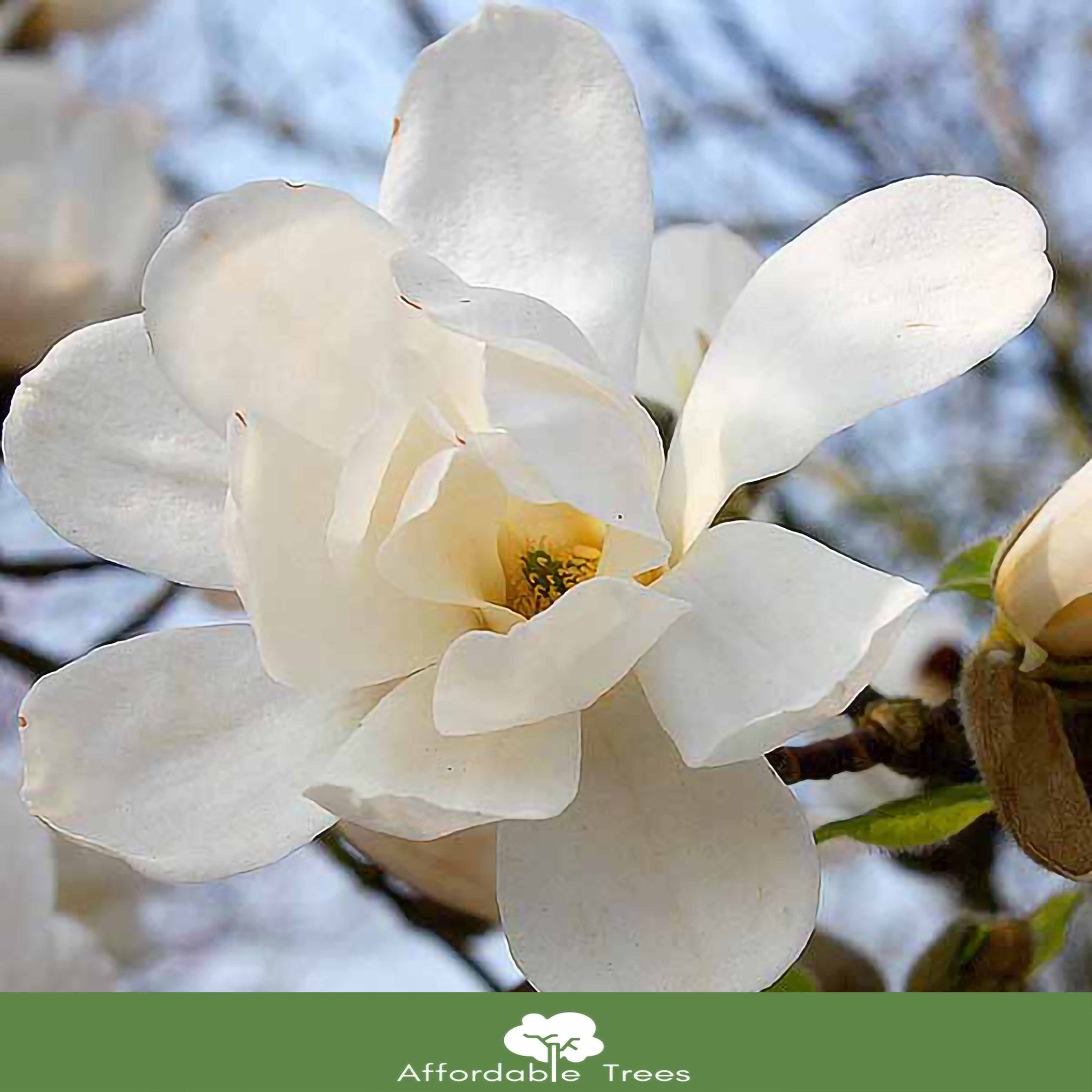 Dr. Merrill Magnolia — Affordable Trees