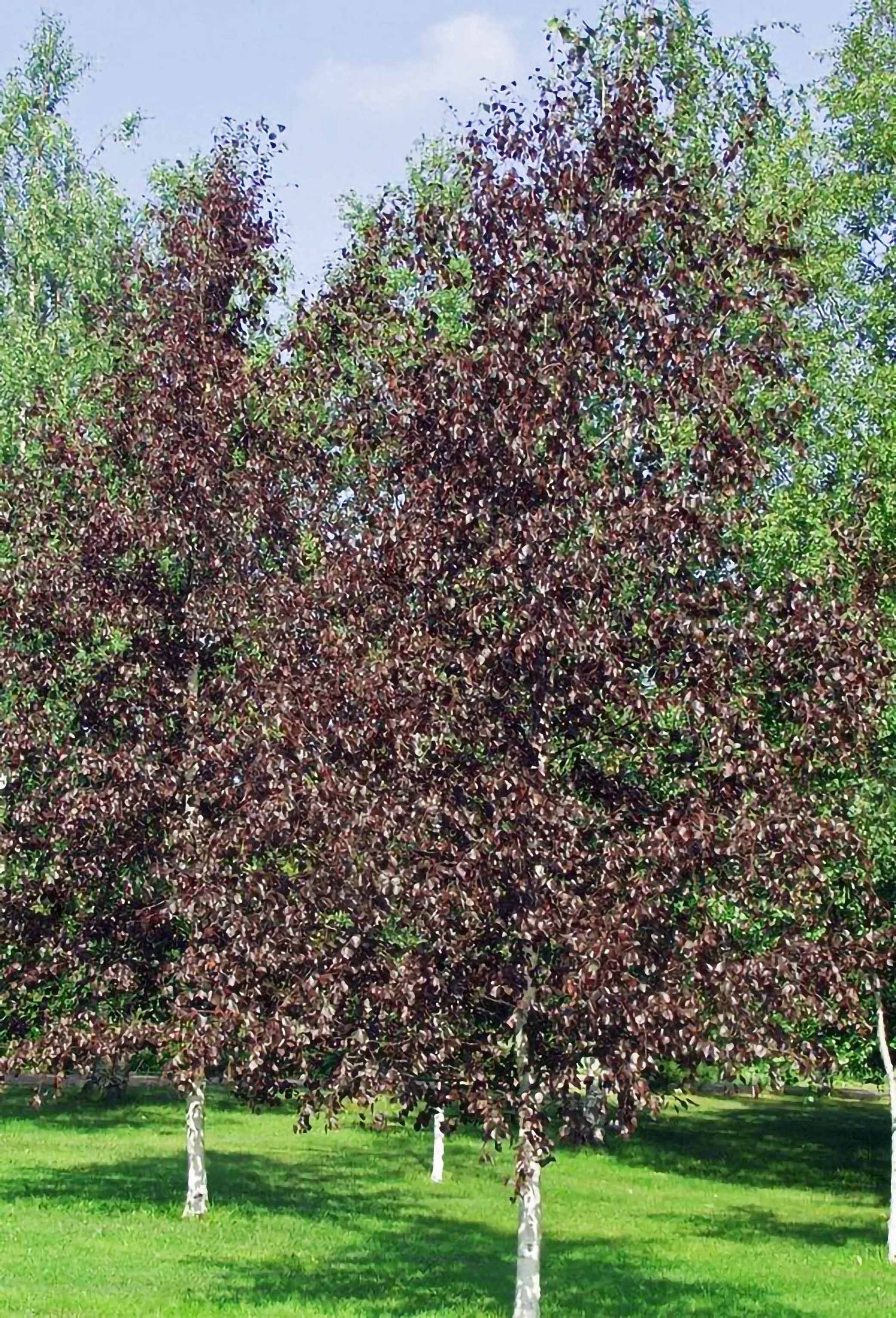 Products — Affordable Trees