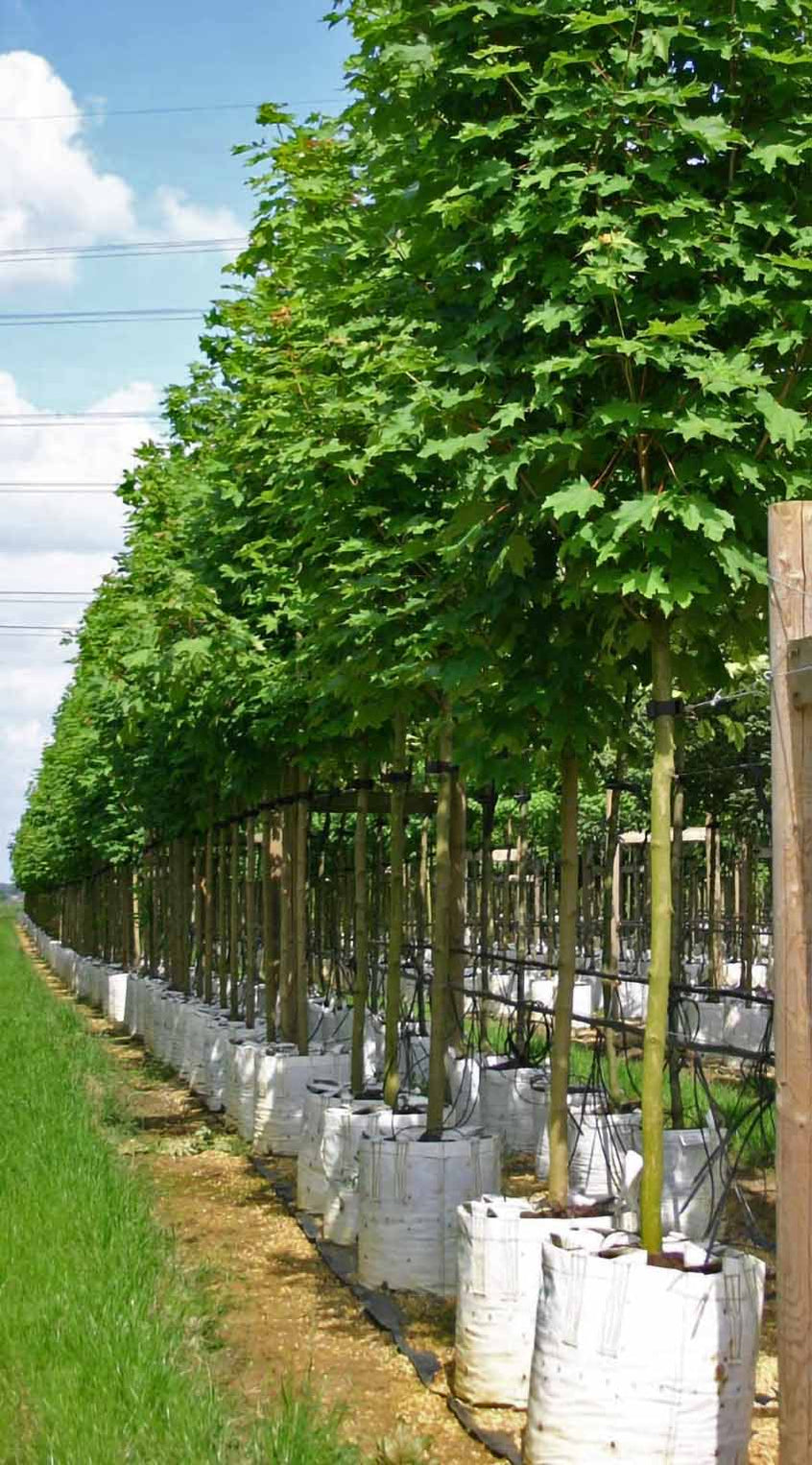 Emerald Queen Maple — Affordable Trees