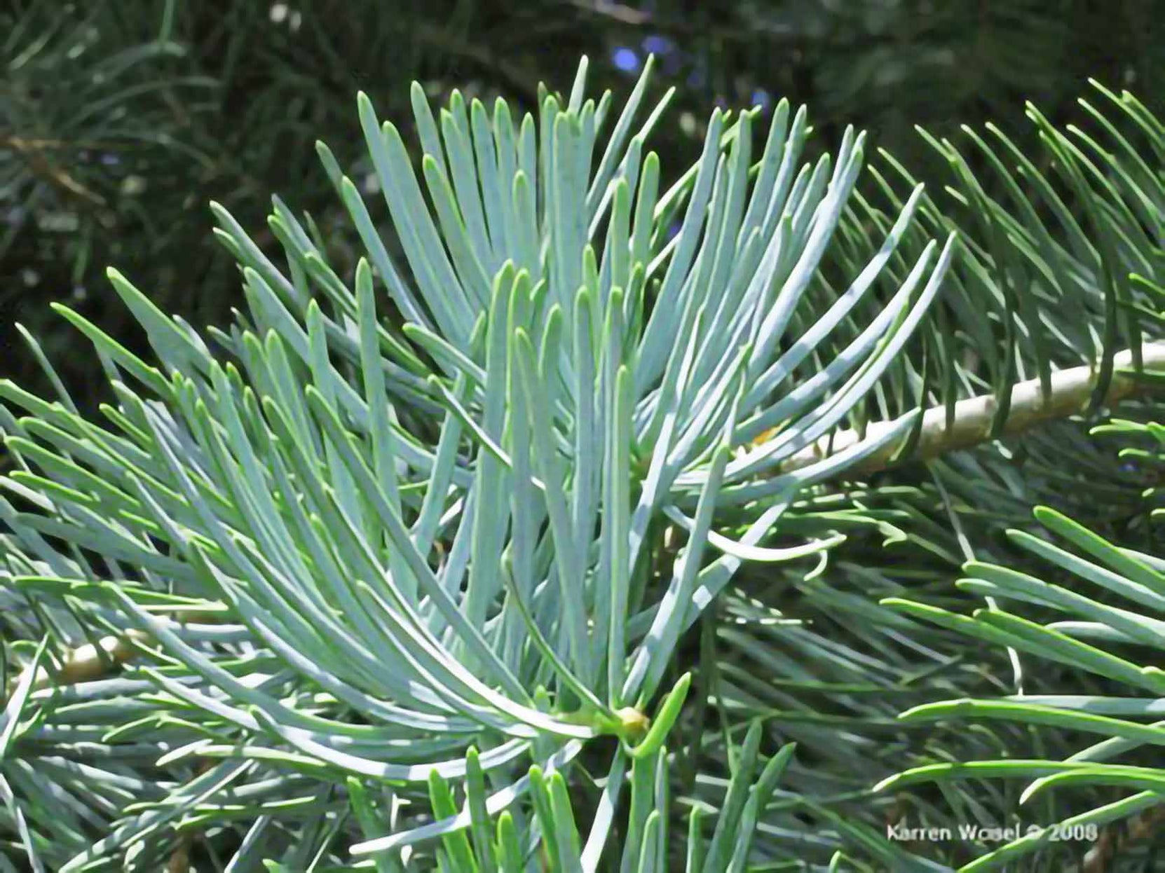 Concolor Fir — Affordable Trees