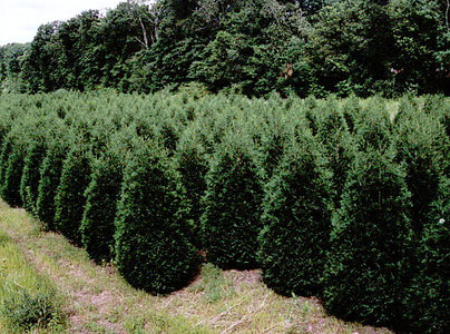 Techny Arborvitae — Affordable Trees