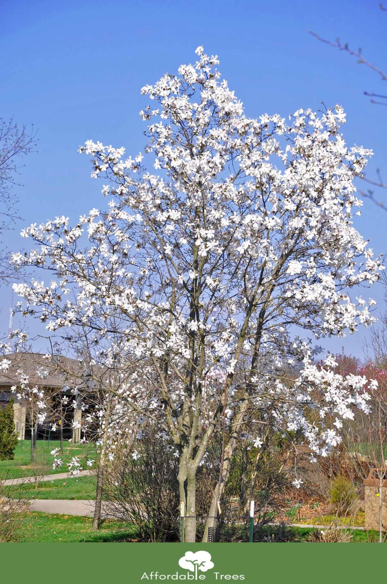 Dr. Merrill Magnolia — Affordable Trees