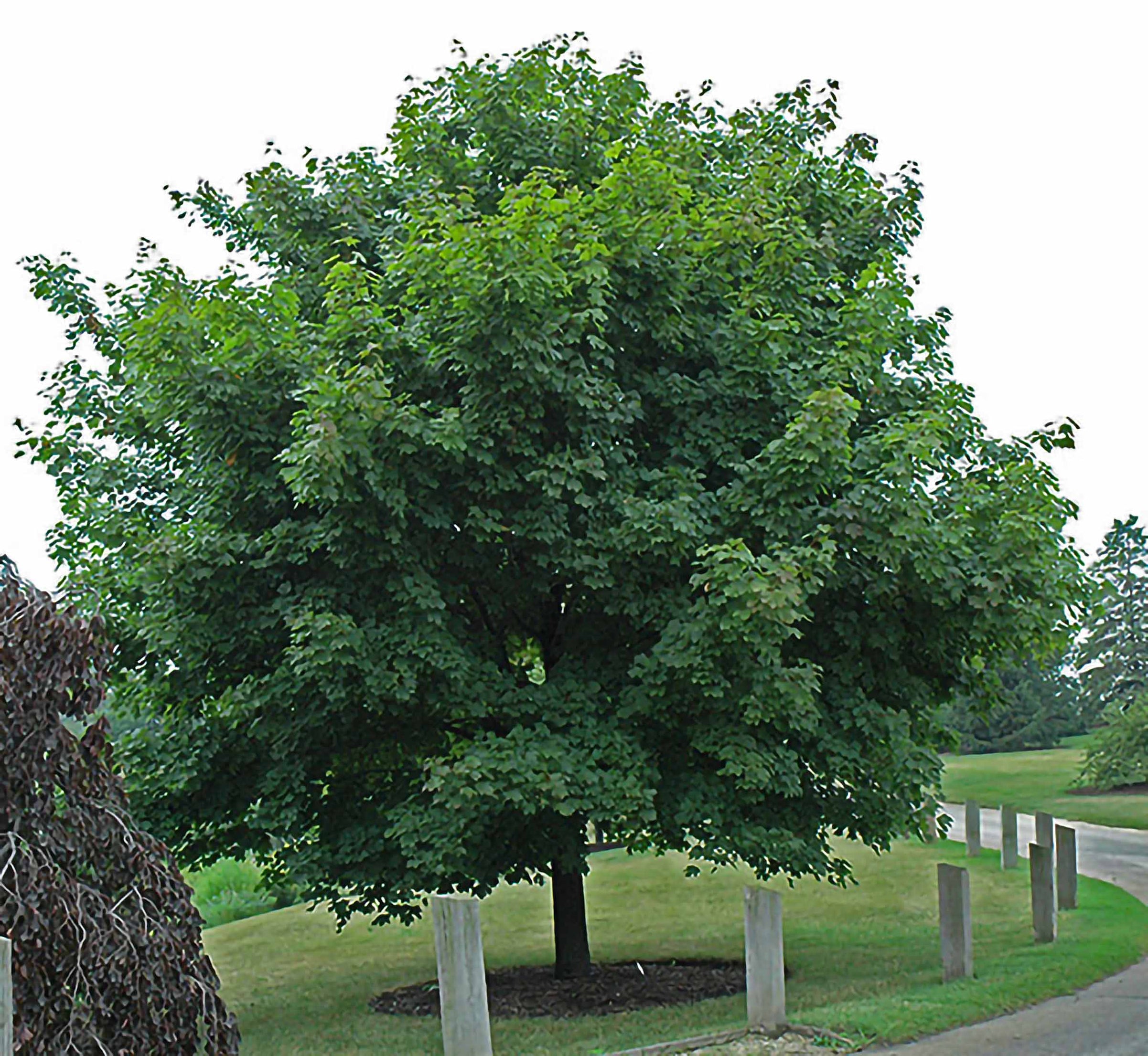 Emerald Queen Maple — Affordable Trees