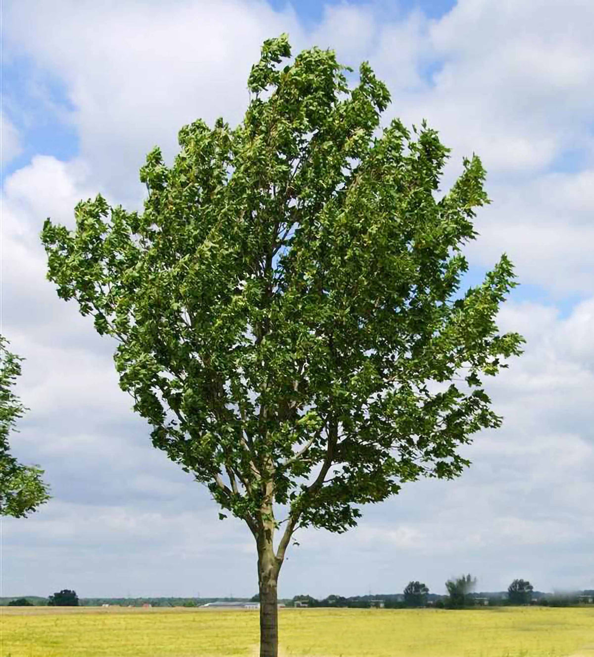 Emerald Queen Maple — Affordable Trees