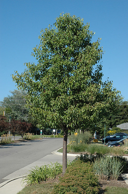 Products — Affordable Trees