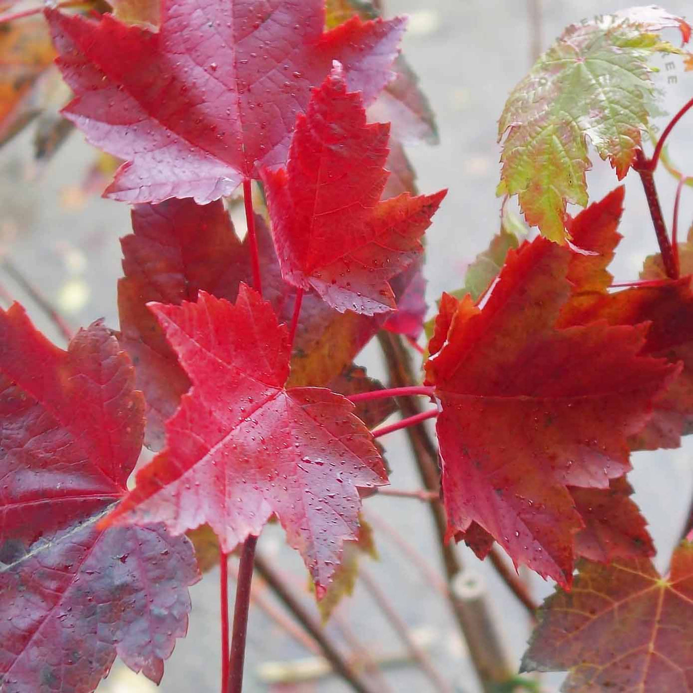 Fairview Flame Maple — Affordable Trees