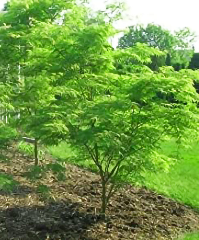 Green Japanese Maple — Affordable Trees