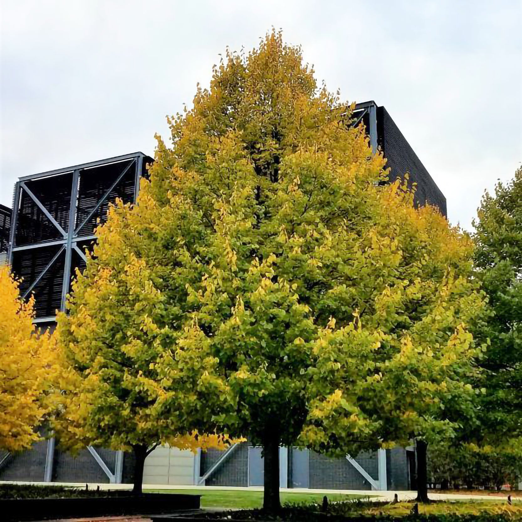 Greenspire Linden — Affordable Trees