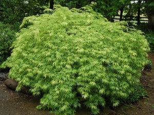 Weeping Green Japanese Maple — Affordable Trees