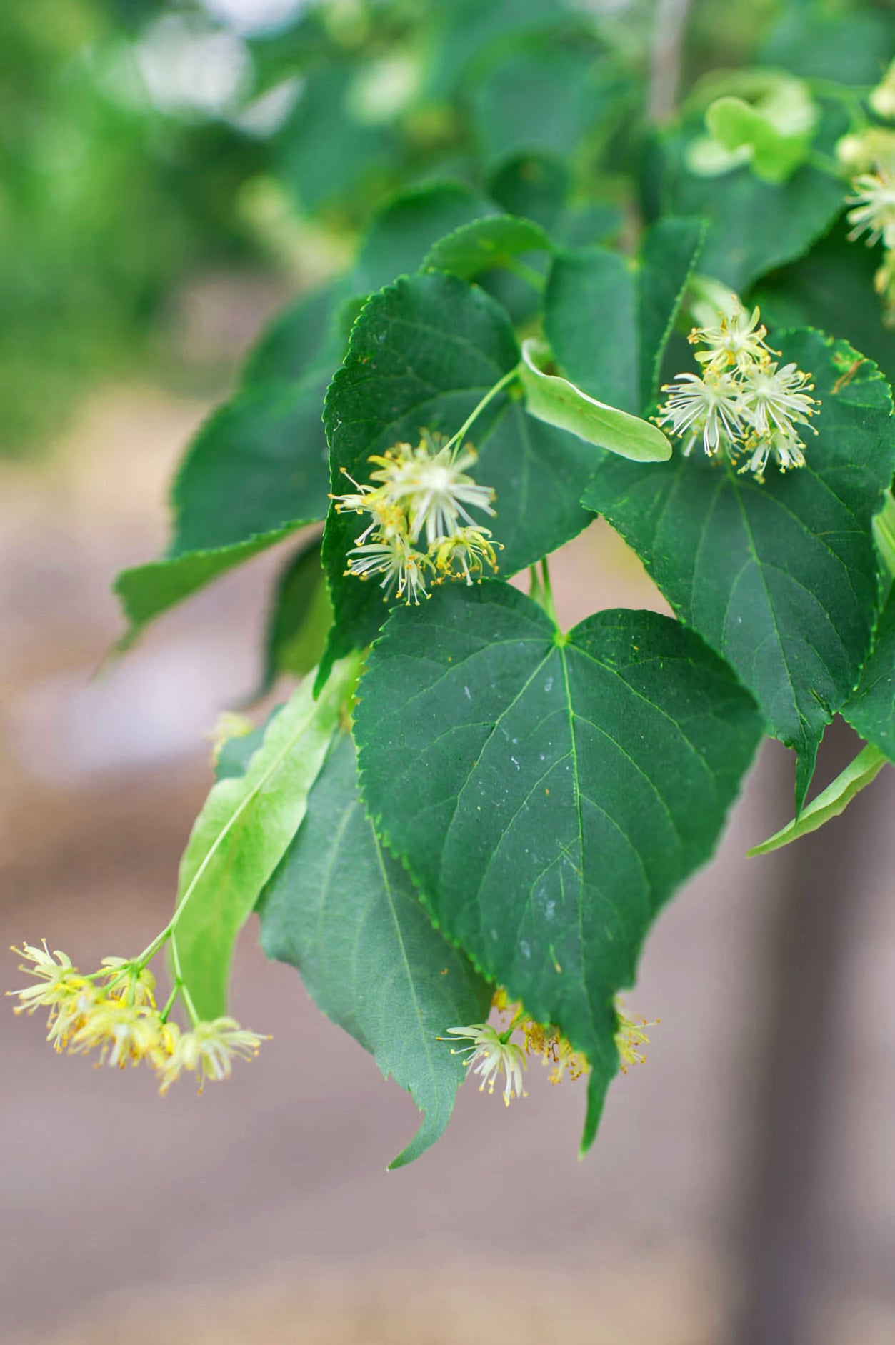 Greenspire Linden — Affordable Trees