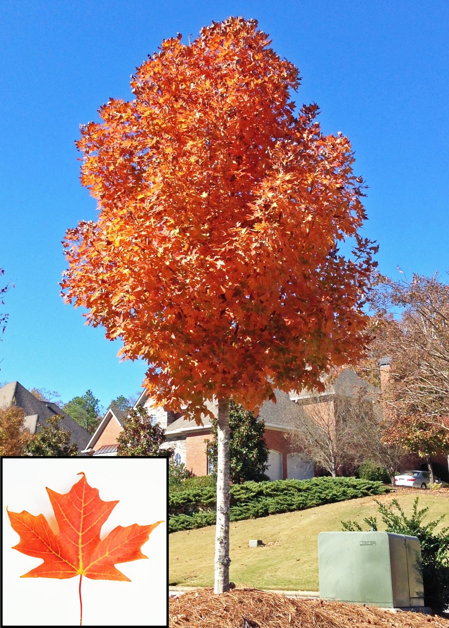 Legacy Sugar Maple — Affordable Trees