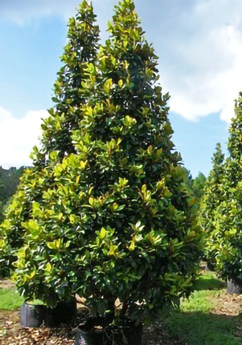 Coco Magnolia — Affordable Trees