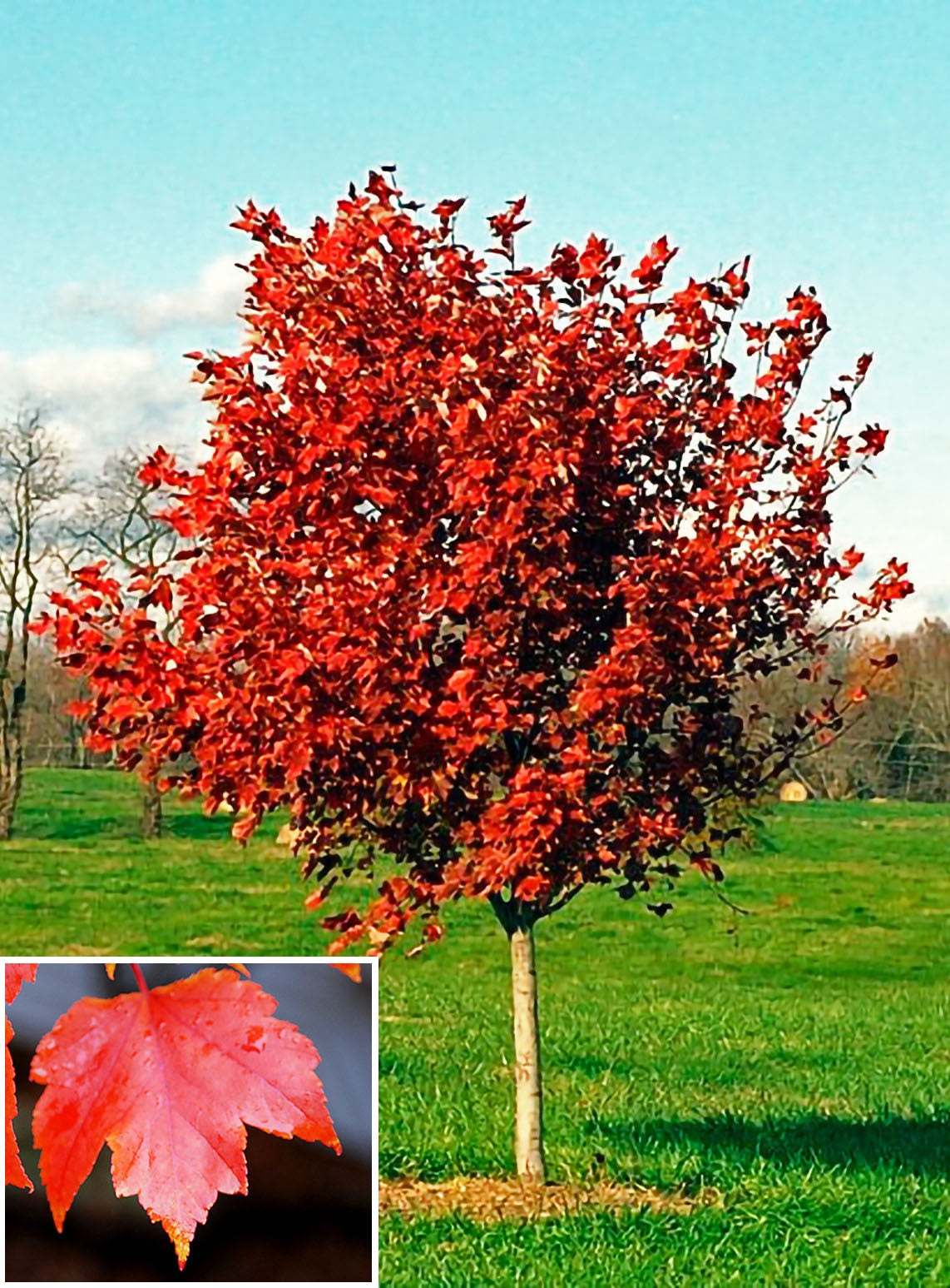 October Glory Maple — Affordable Trees
