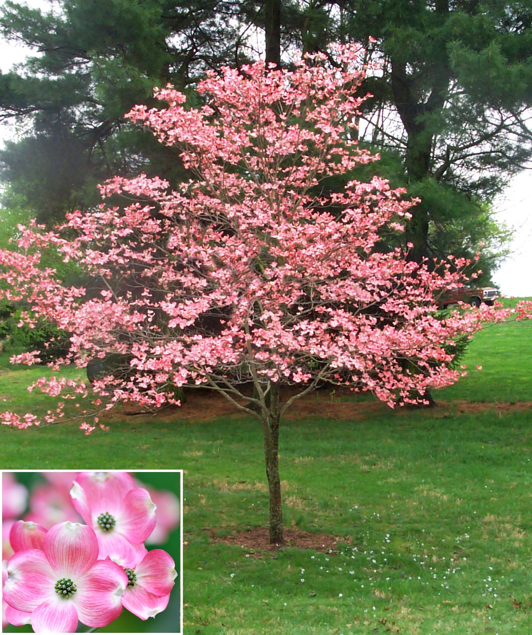 Pink Dogwood Tree
