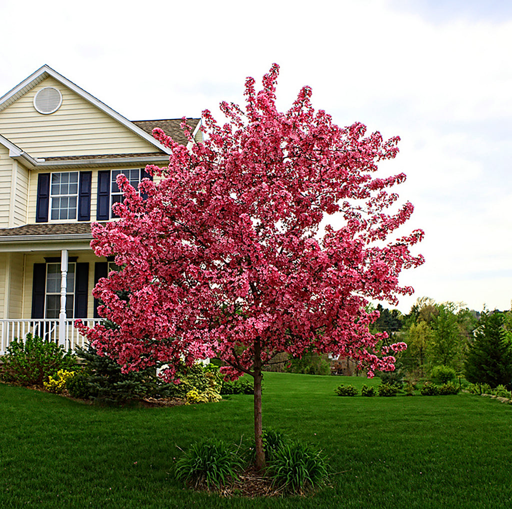 Products — Affordable Trees