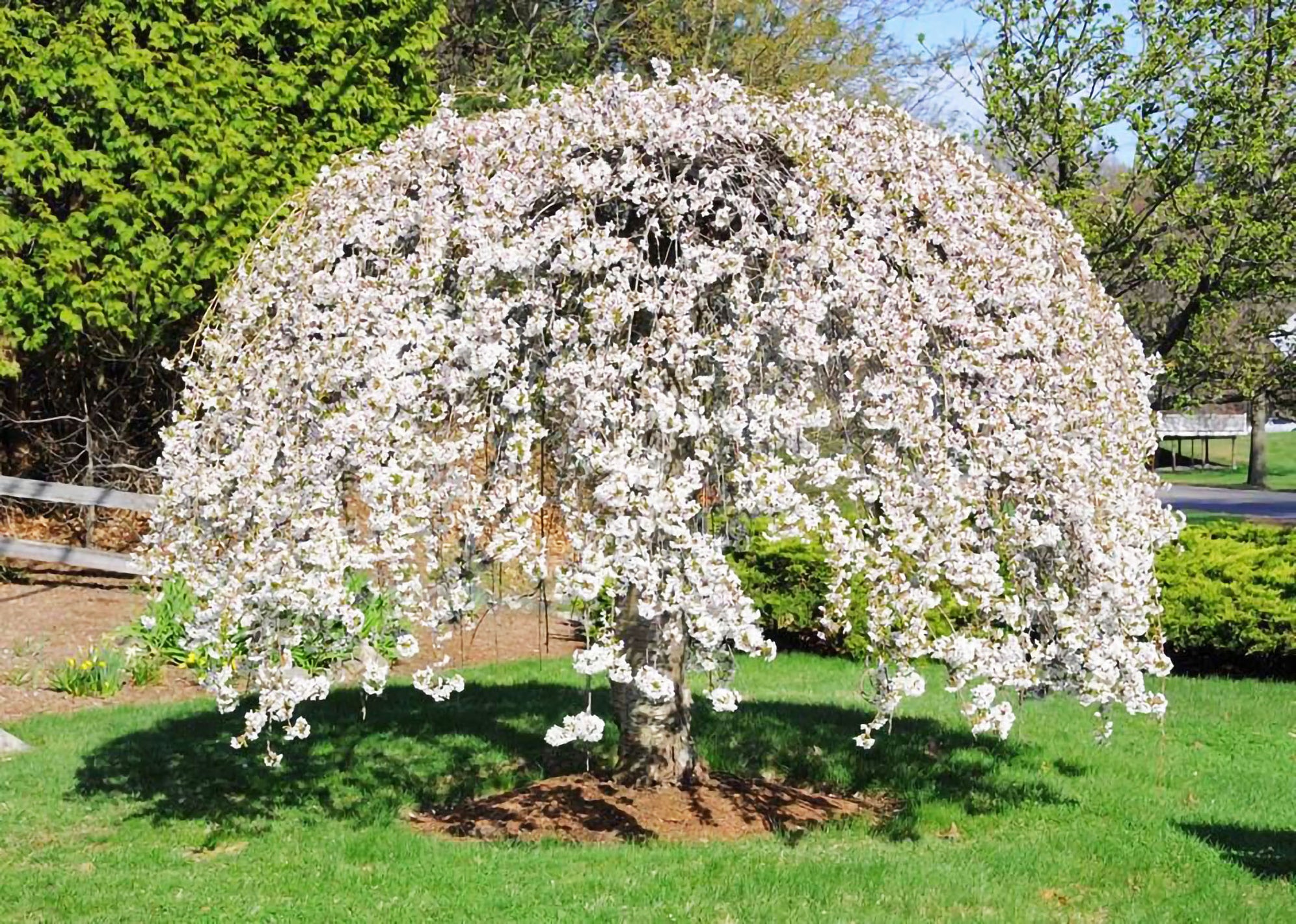 Snow Fountain Weeping Cherry — Affordable Trees