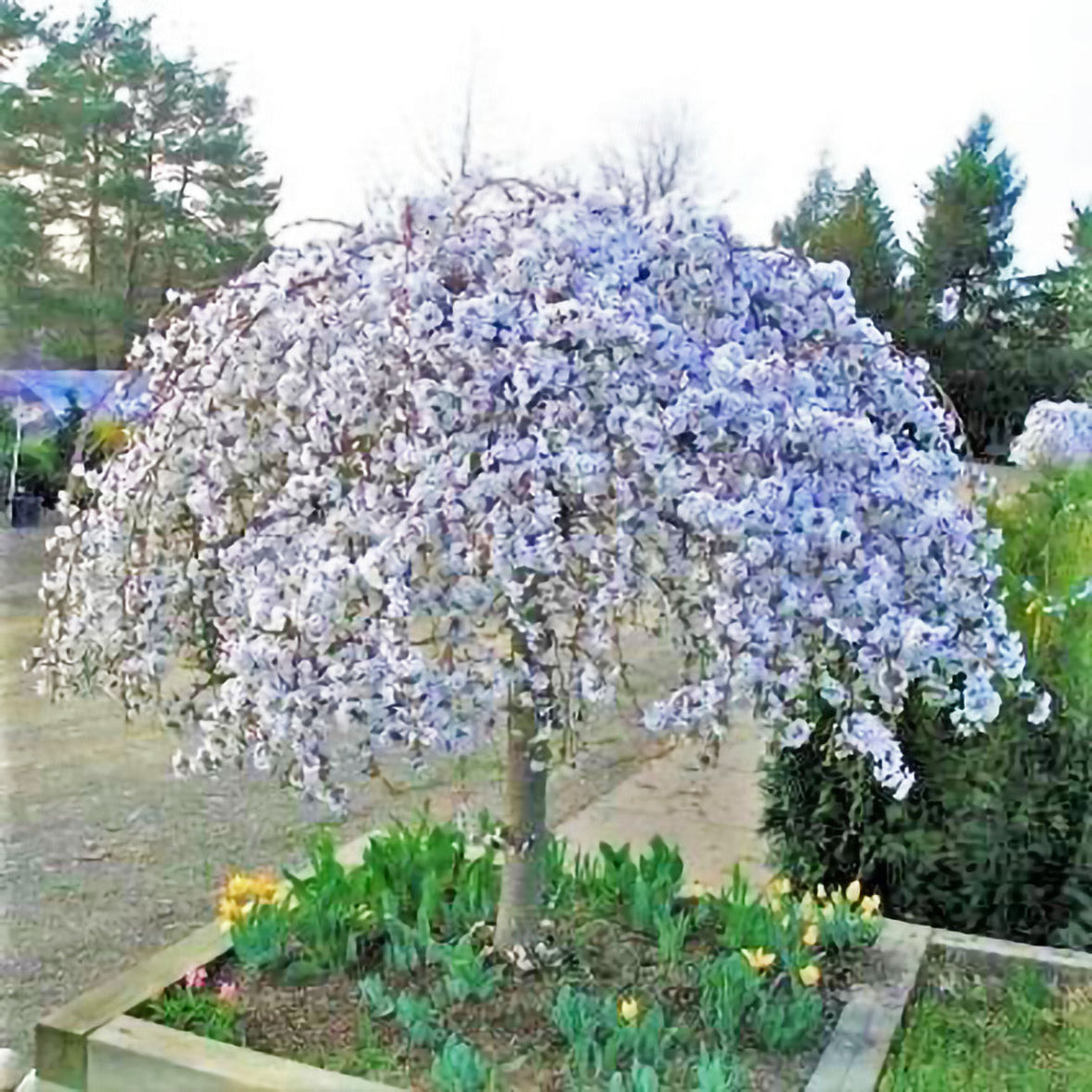 Snow Fountain Weeping Cherry — Affordable Trees