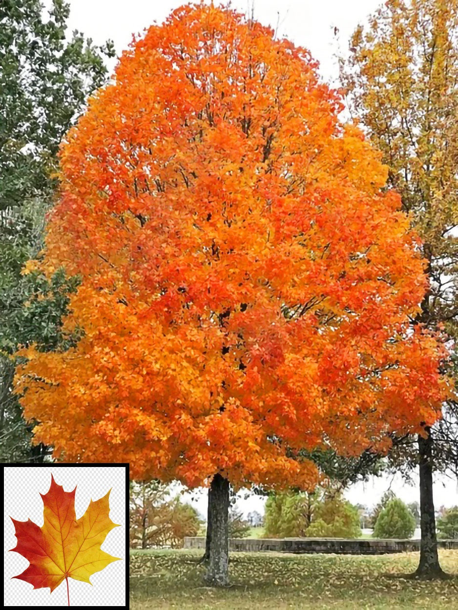 Sugar Maple — Affordable Trees