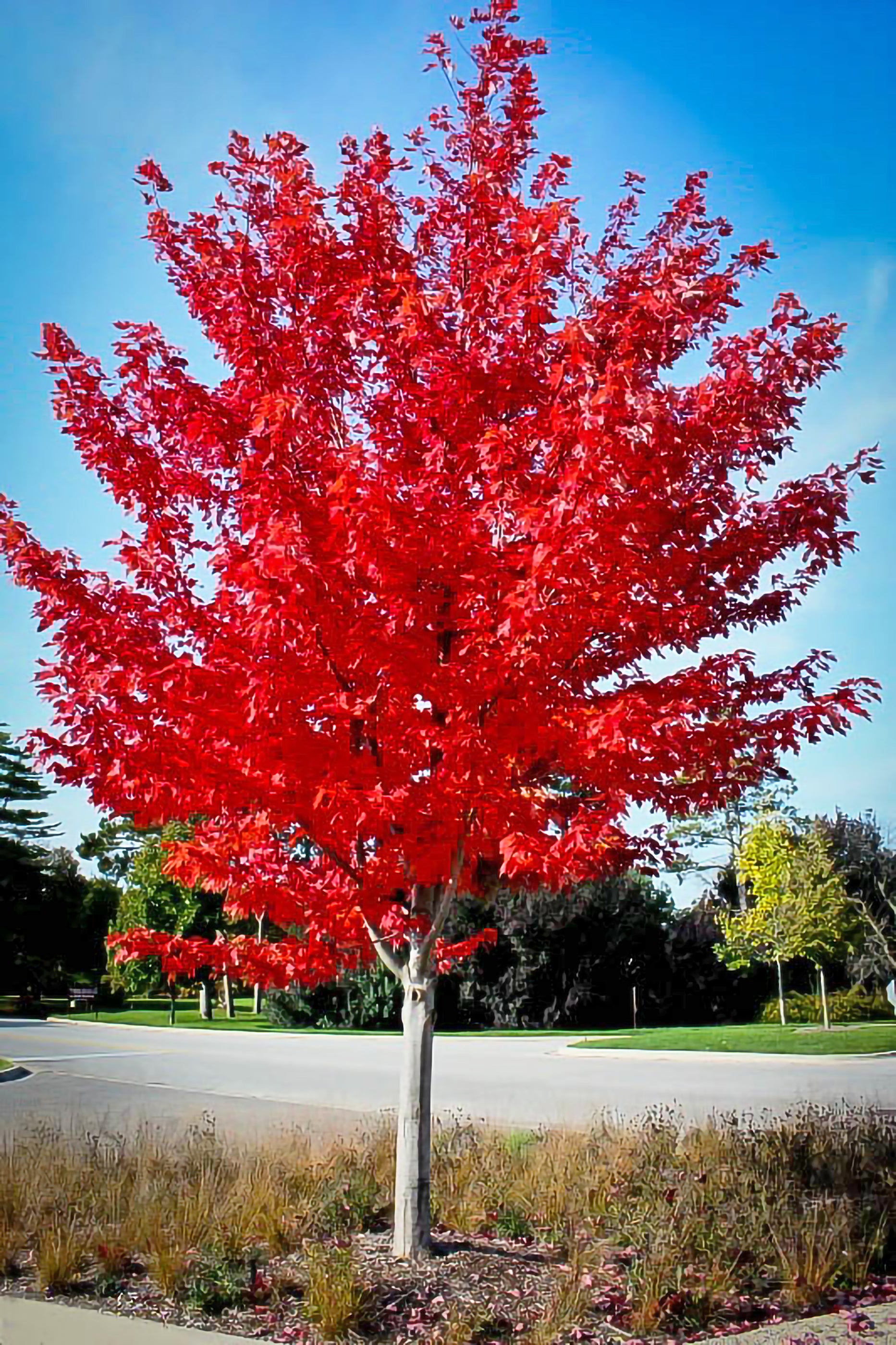 Autumn Flame Maple — Affordable Trees