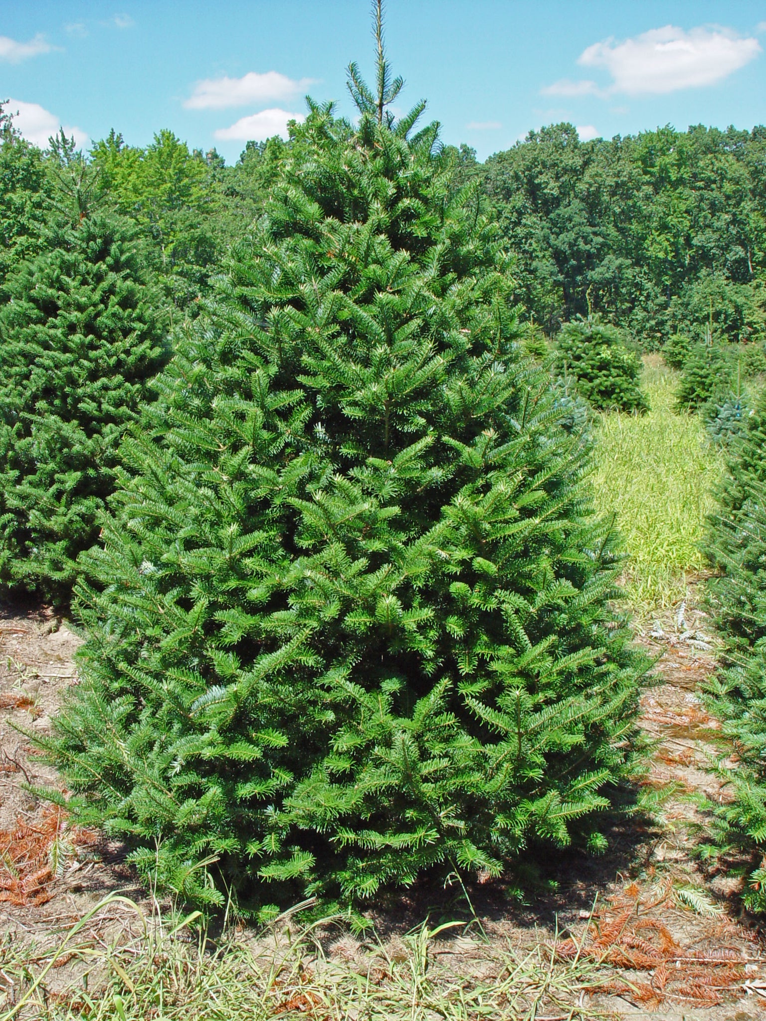 Products — Affordable Trees