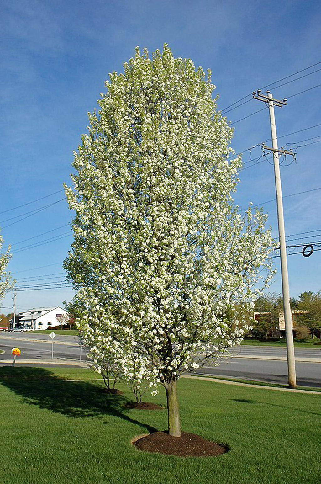 Products — Affordable Trees