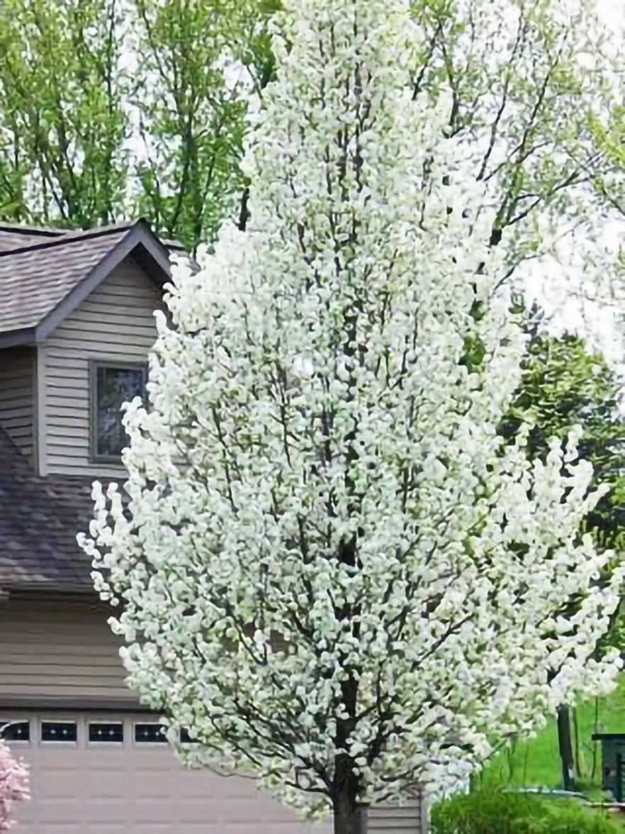 Cleveland Pear — Affordable Trees