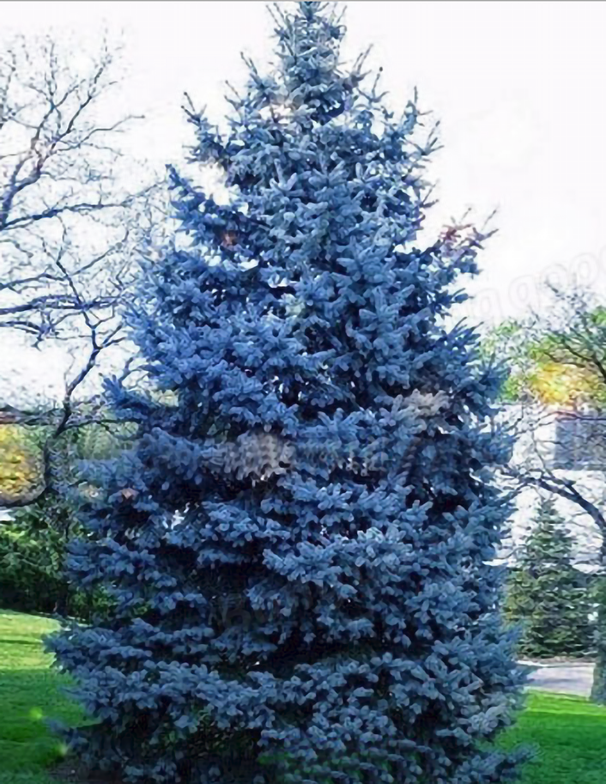 Products — Affordable Trees