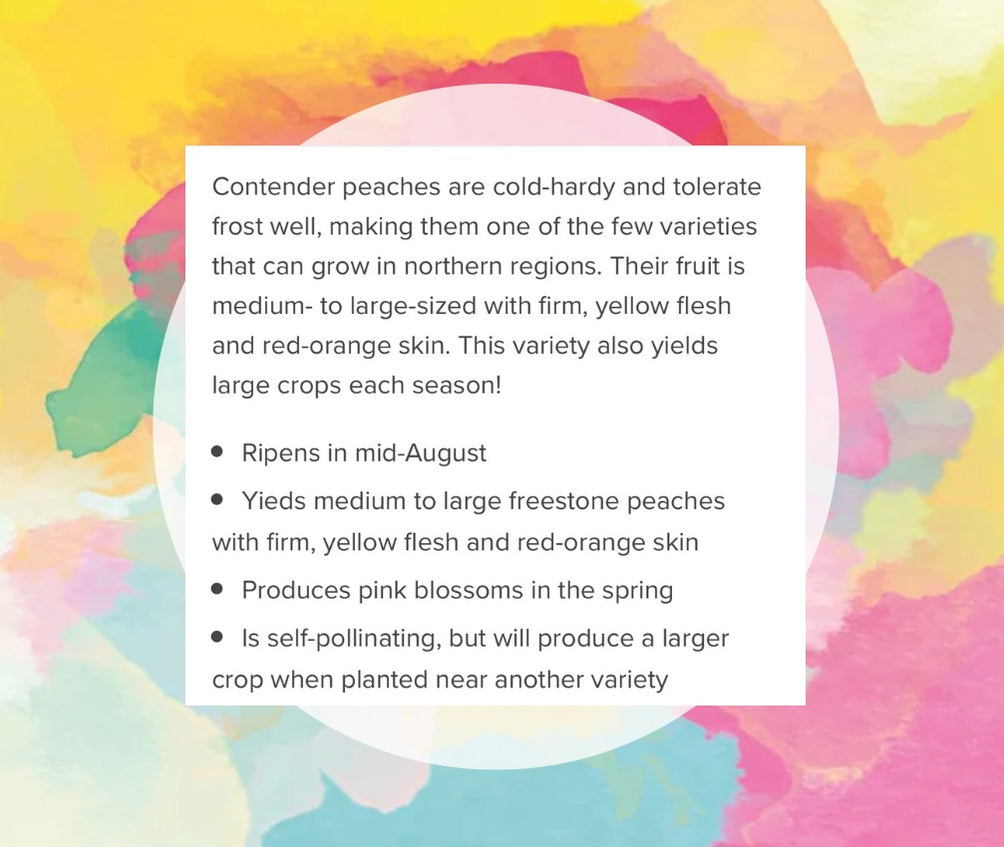 Products — Affordable Trees