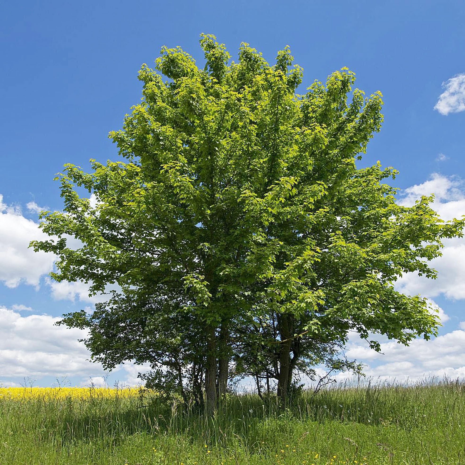 Hedge Maple — Affordable Trees