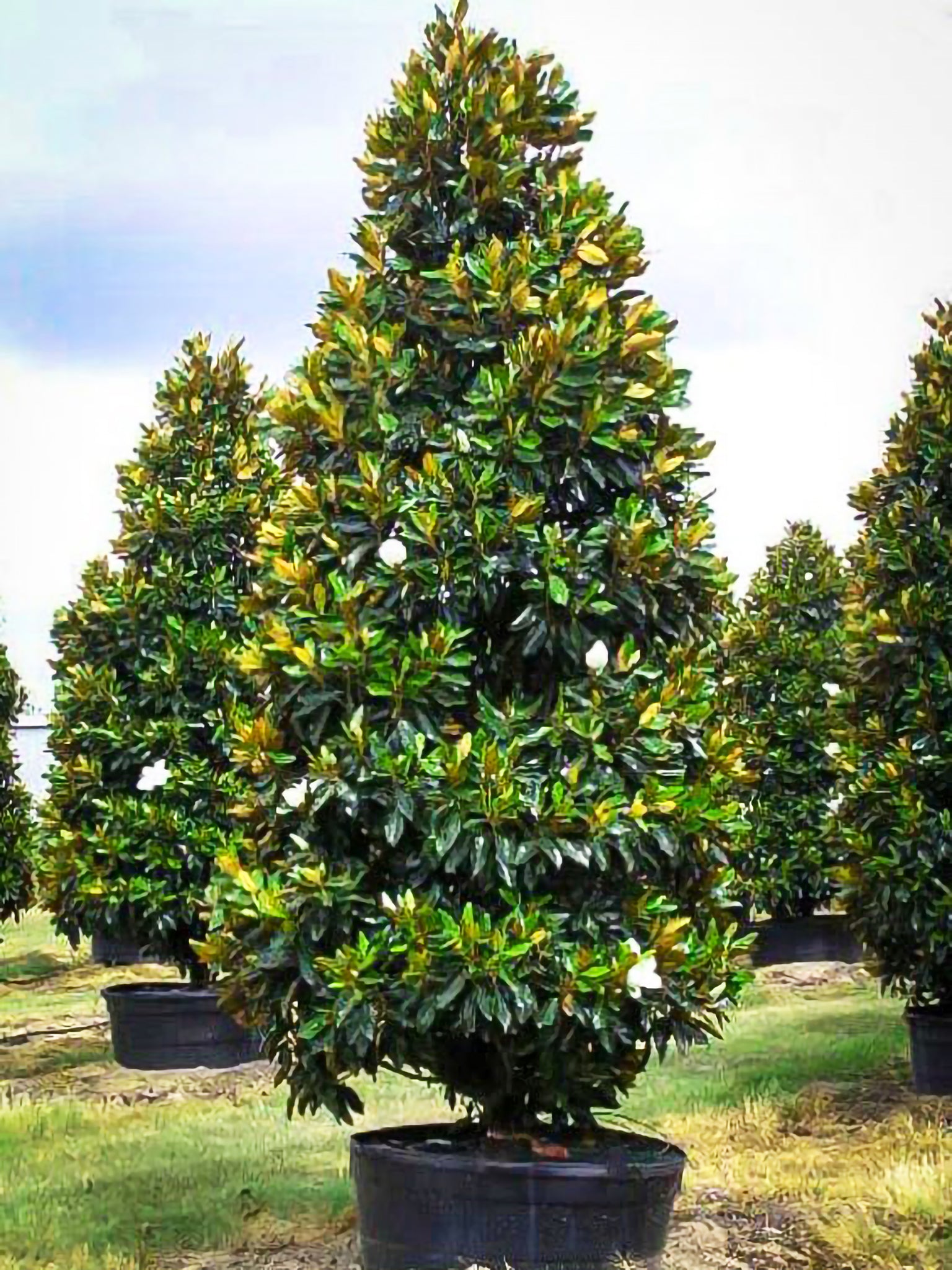 Products — Affordable Trees