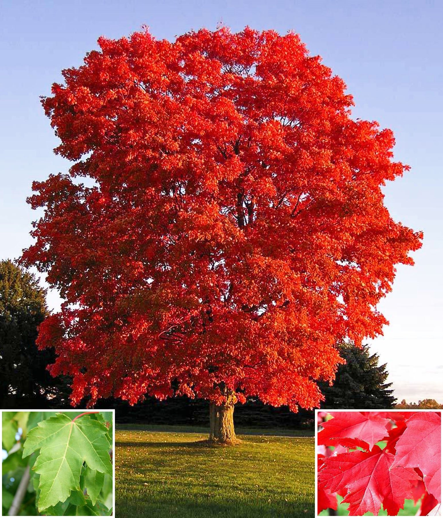 Red Sunset Maple — Affordable Trees