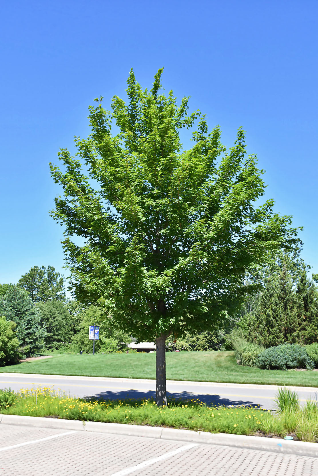 State Street Maple — Affordable Trees