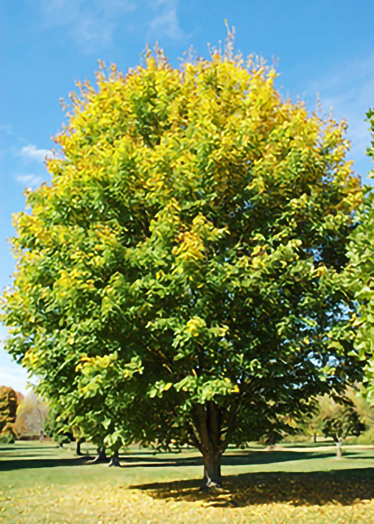State Street Maple — Affordable Trees